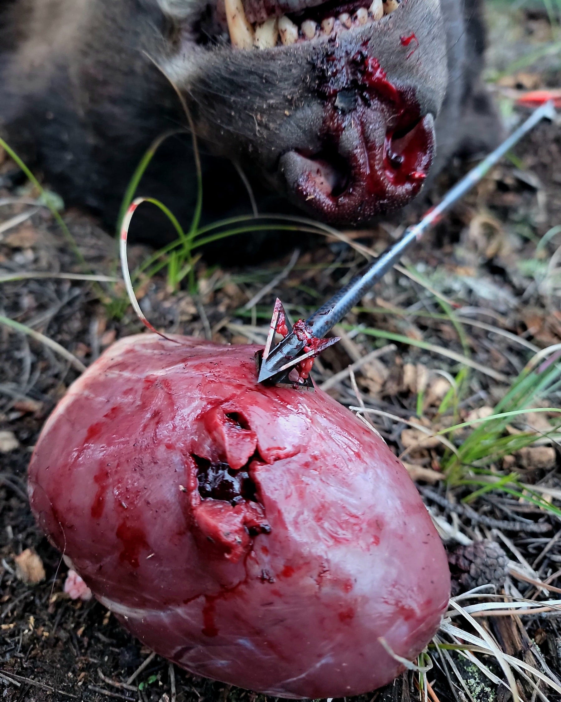 Tooth of the Arrow | 125 grain XL broadhead | vented series – Tooth of ...